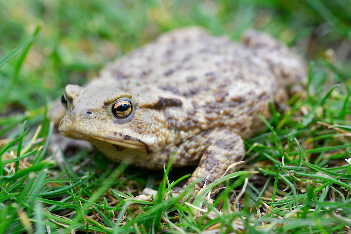 Appleshaw Toad Patrol – protecting toads and other amphibians ...